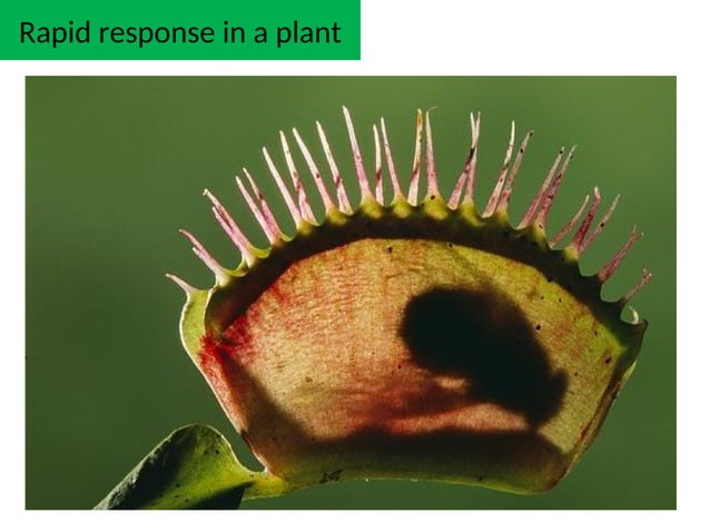 Lesson-7---Tropisms PowerPoint Presentation | PPT