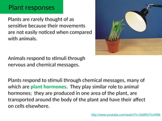 Lesson-7---Tropisms PowerPoint Presentation | PPT