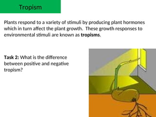 Lesson-7---Tropisms PowerPoint Presentation | PPT