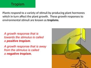 Lesson-7---Tropisms PowerPoint Presentation | PPT