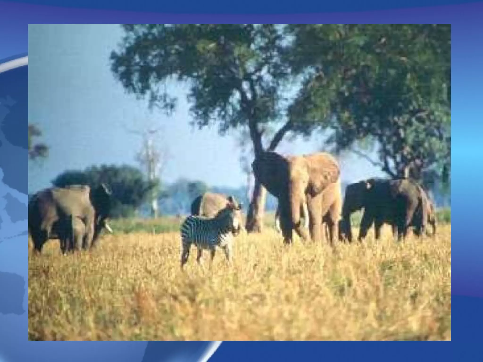 Climate And Vegetation of Africa South of the Sahara | PPT | Africa ...