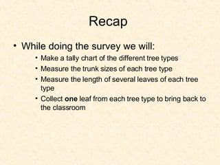 Lesson 8 Woodland Survey Updated | PPT