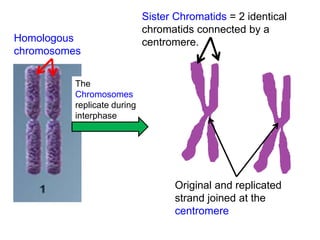 Lesson chromsomes and the cell cycle | PPT