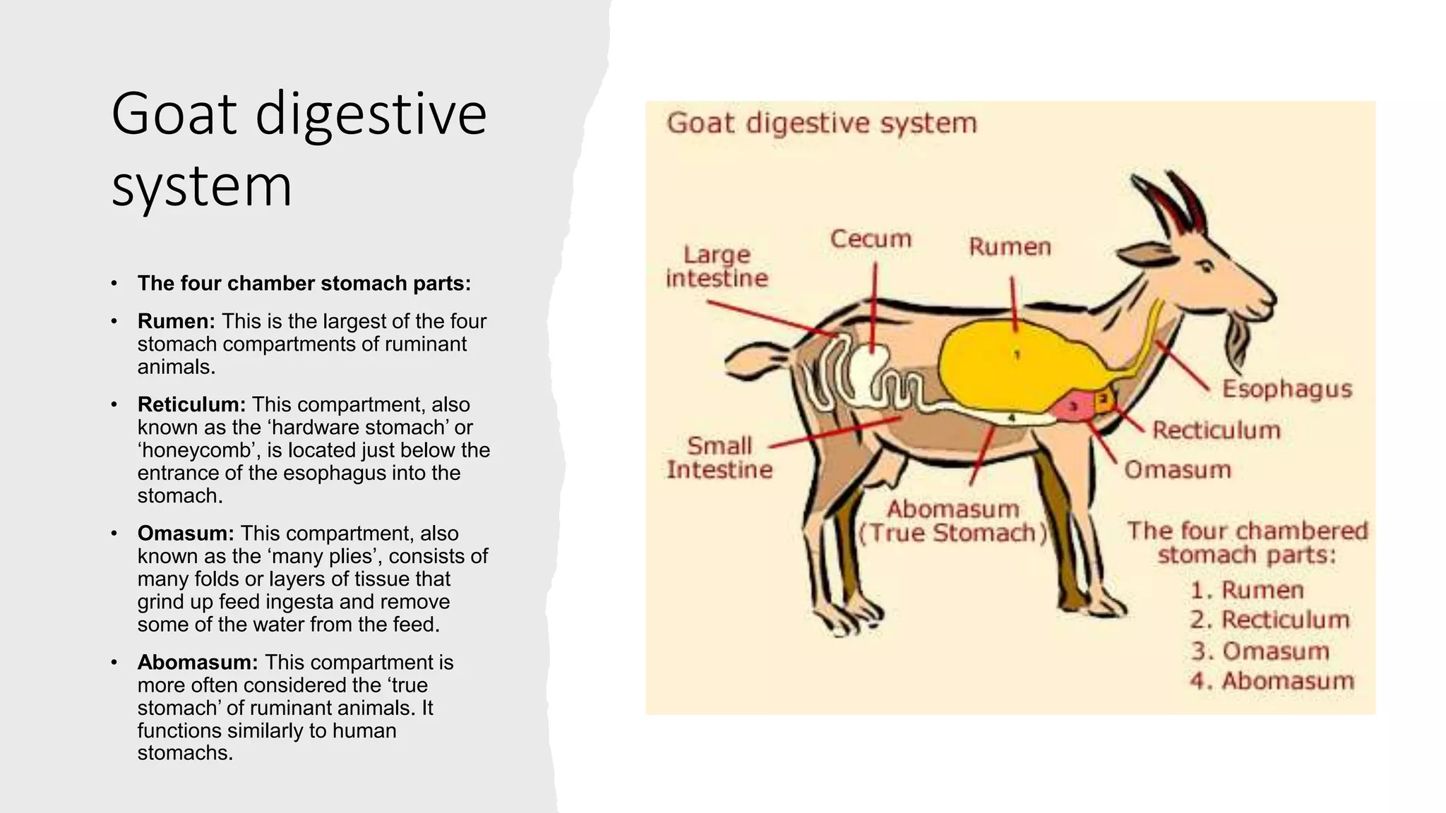 Lesson plan-goat-production-management-group-3 | PPTX