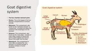 Lesson plan-goat-production-management-group-3 | PPTX