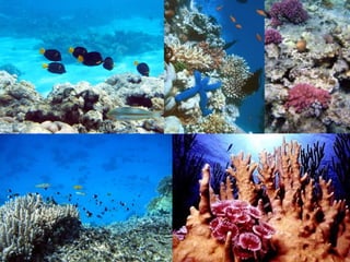 Lesson Three Coral Reefs | PPT