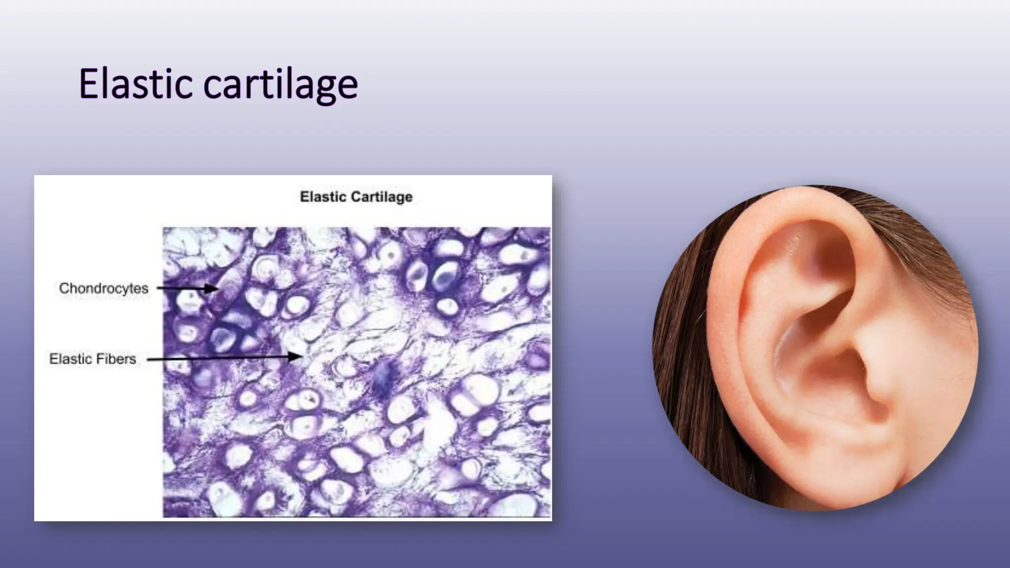 Histology of Bone - Cartilage (Connective Tissue) | PDF