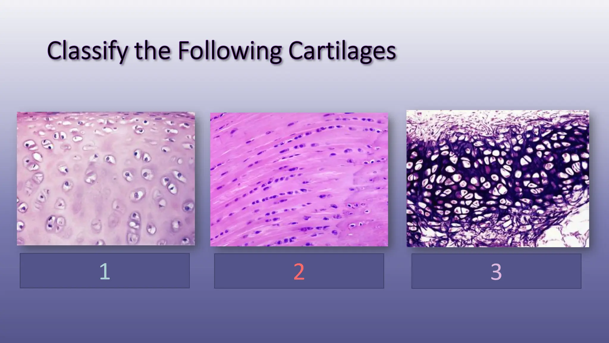 Histology of Bone - Cartilage (Connective Tissue) | PDF | Death, Injury, or Military Conflict ...