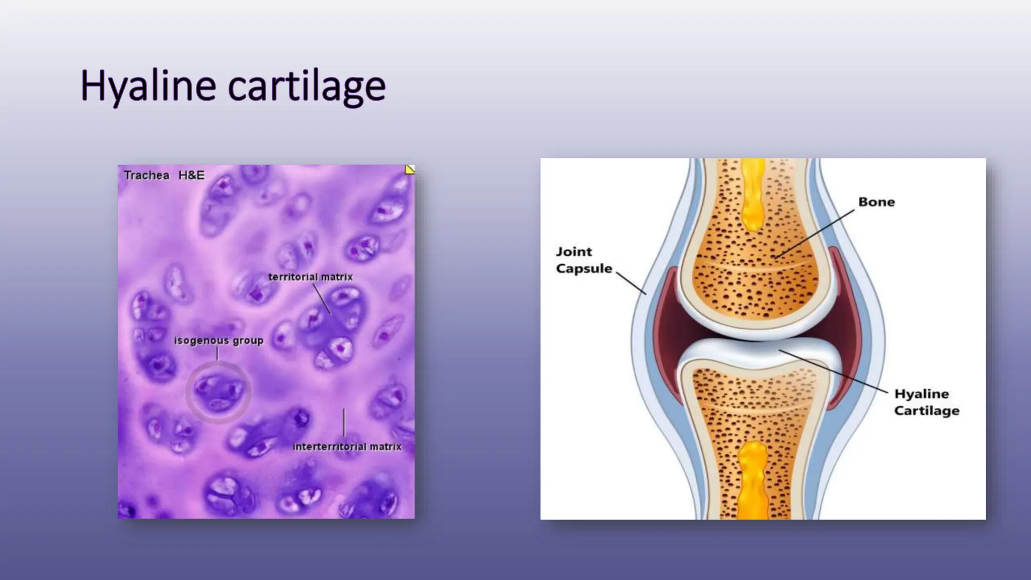 Histology of Bone - Cartilage (Connective Tissue) | PDF