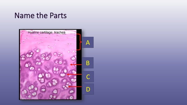 Histology of Bone - Cartilage (Connective Tissue) | PDF | Death, Injury, or Military Conflict ...