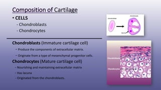 Histology of Bone - Cartilage (Connective Tissue) | PDF | Death, Injury ...