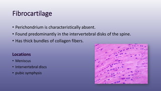 Histology of Bone - Cartilage (Connective Tissue) | PDF