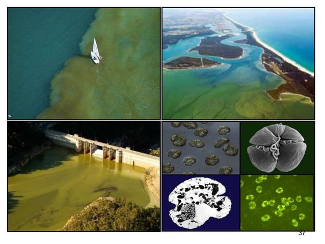 DEPOSITIONAL_ENVIRONMENTS_Lesson_07 | PPTX
