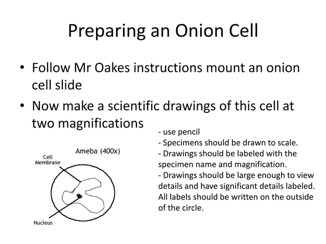 AS Lesson 1 - Biological Drawings | PPTX