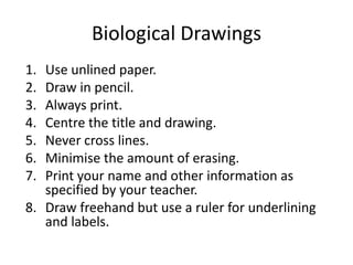 AS Lesson 1 - Biological Drawings | PPTX