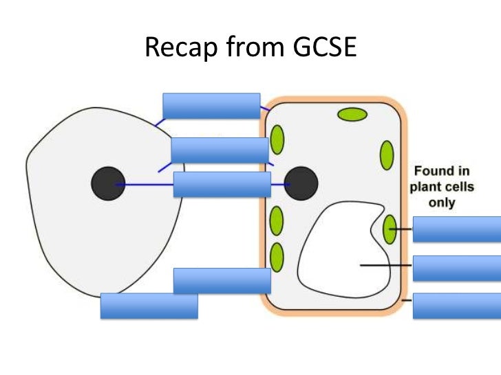 AS Lesson 1 - Biological Drawings