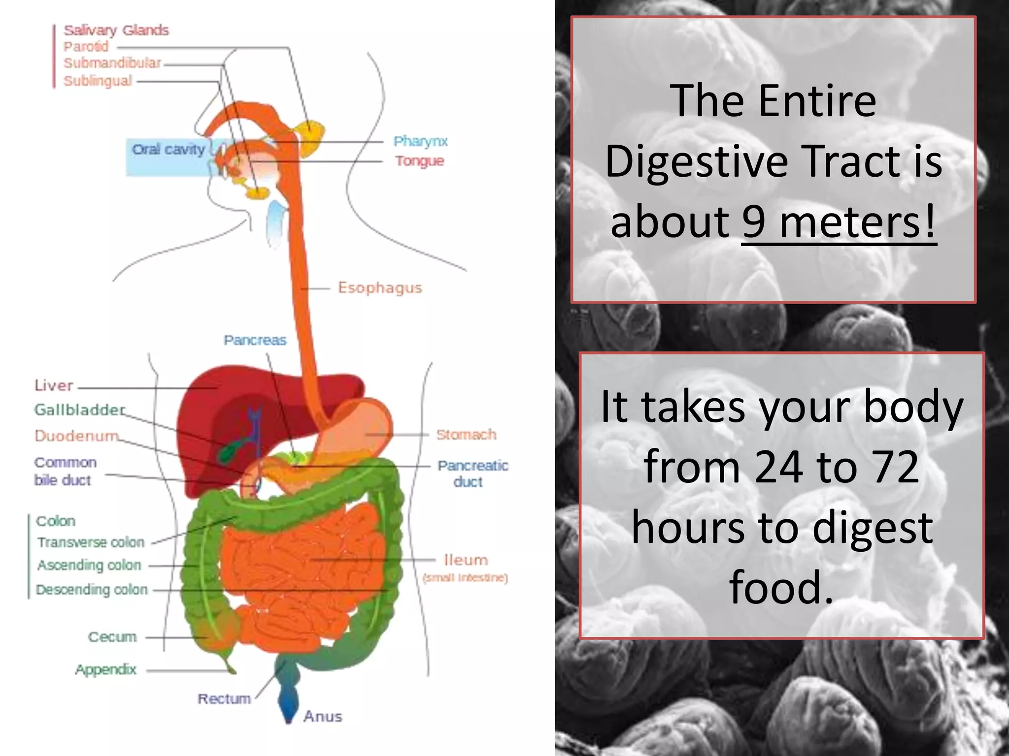 Digestive Tract | PPTX