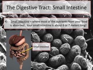 Digestive Tract | PPTX