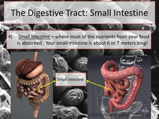 Digestive Tract | PPTX