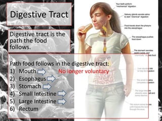 Digestive Tract | PPT