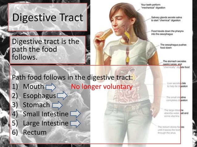 Digestive Tract | PPTX | Biological Sciences | Science
