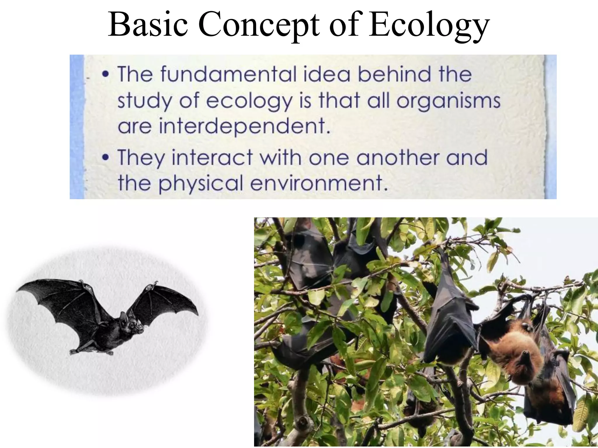 Lesson 1. concept of ecology | PDF
