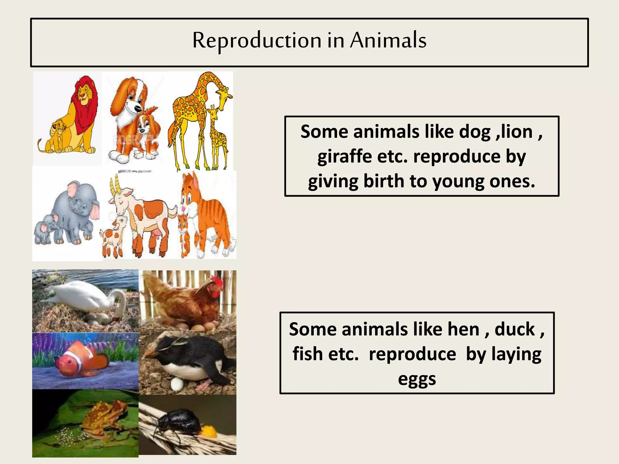 Living And Non - Living Things | PPTX