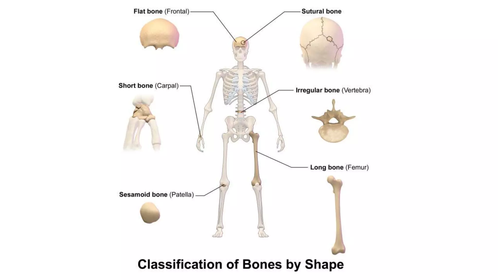 anatomy terminology/bone.pptx