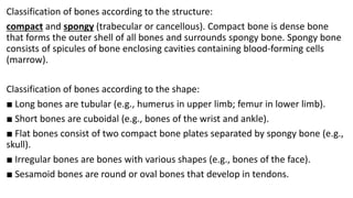 anatomy terminology/bone.pptx