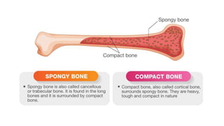 anatomy terminology/bone.pptx