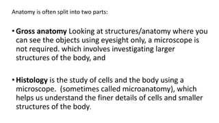 anatomy terminology/bone.pptx