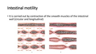 Lesson 1. Digestion 2.pdf