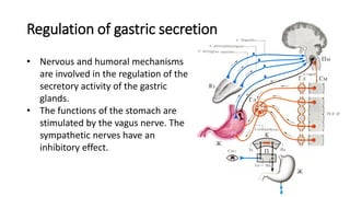 Lesson 1. Digestion 2.pdf