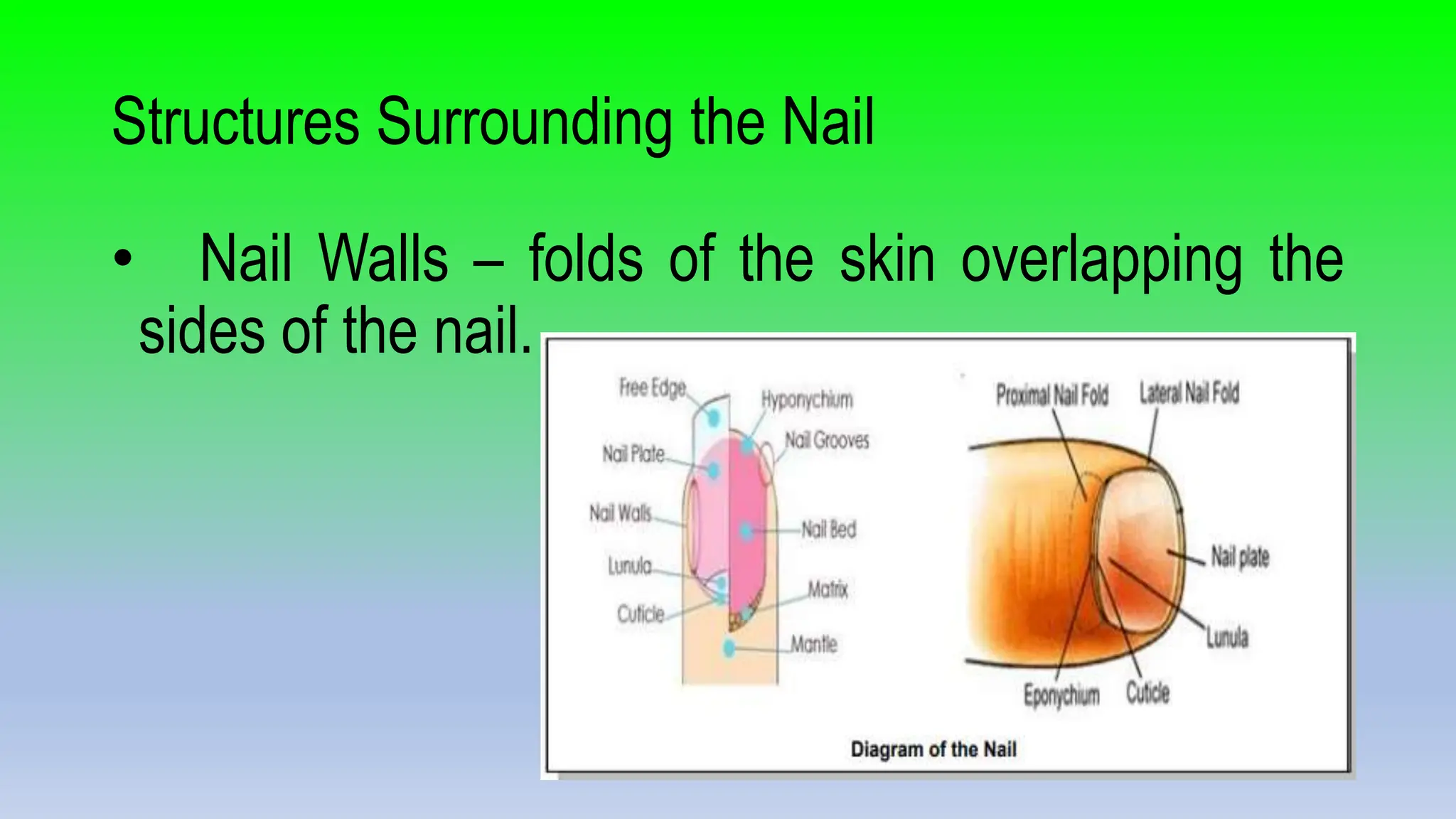 Lesson 1.1 Nail Structure.pptx