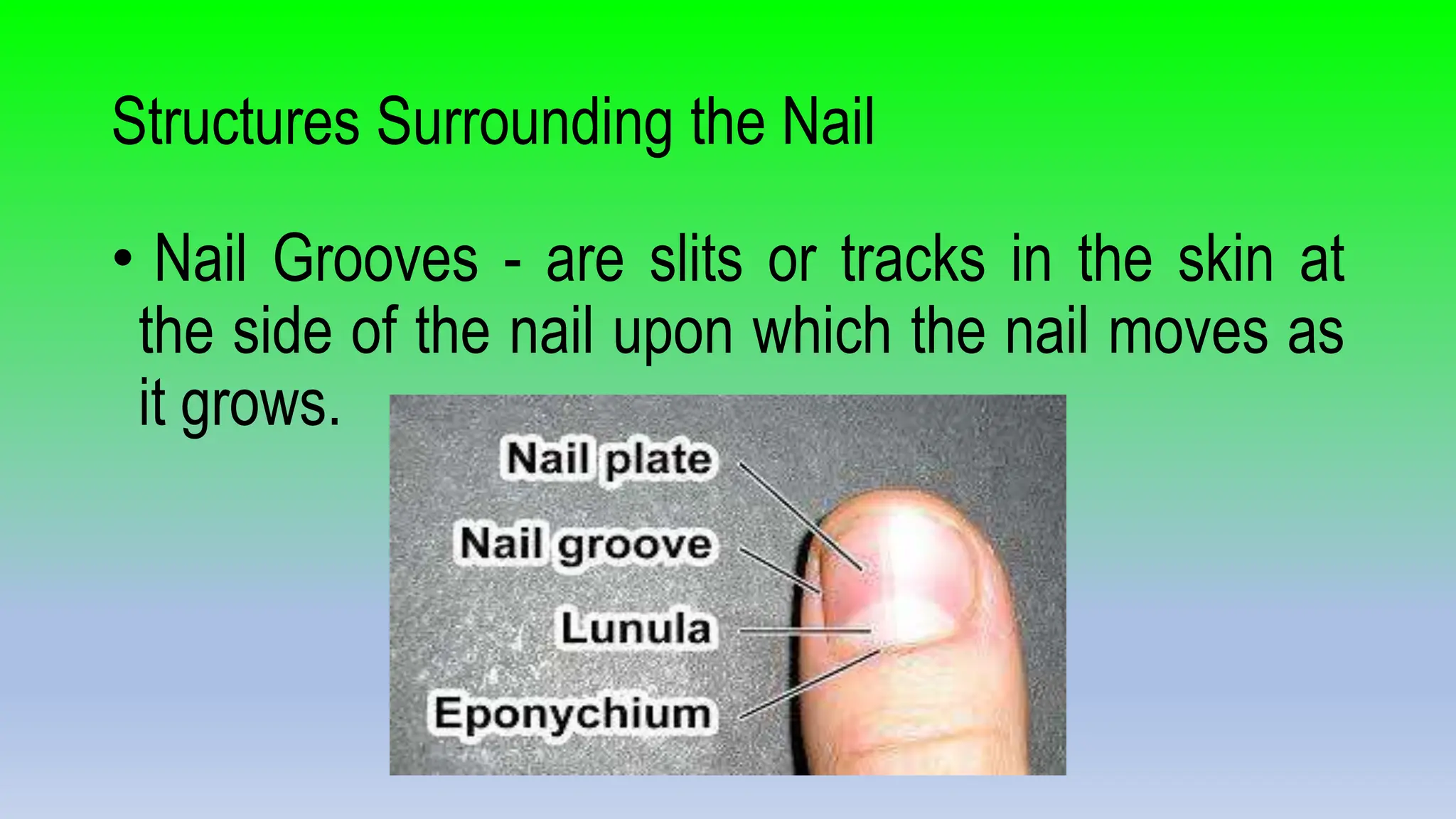 Lesson 1.1 Nail Structure.pptx