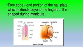 Lesson 1.1 Nail Structure.pptx