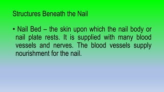 Lesson 1.1 Nail Structure.pptx