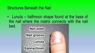 Lesson 1.1 Nail Structure.pptx