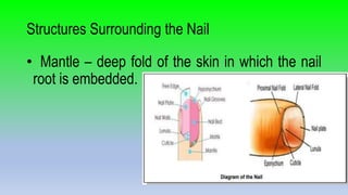 Lesson 1.1 Nail Structure.pptx