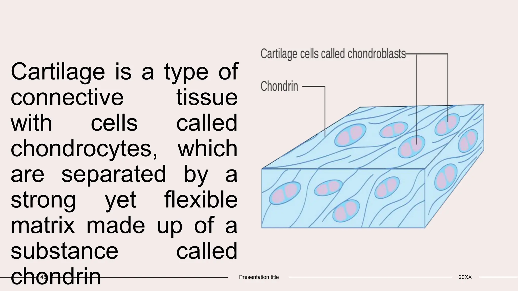 lesson 1 animal specialized structure.pptx