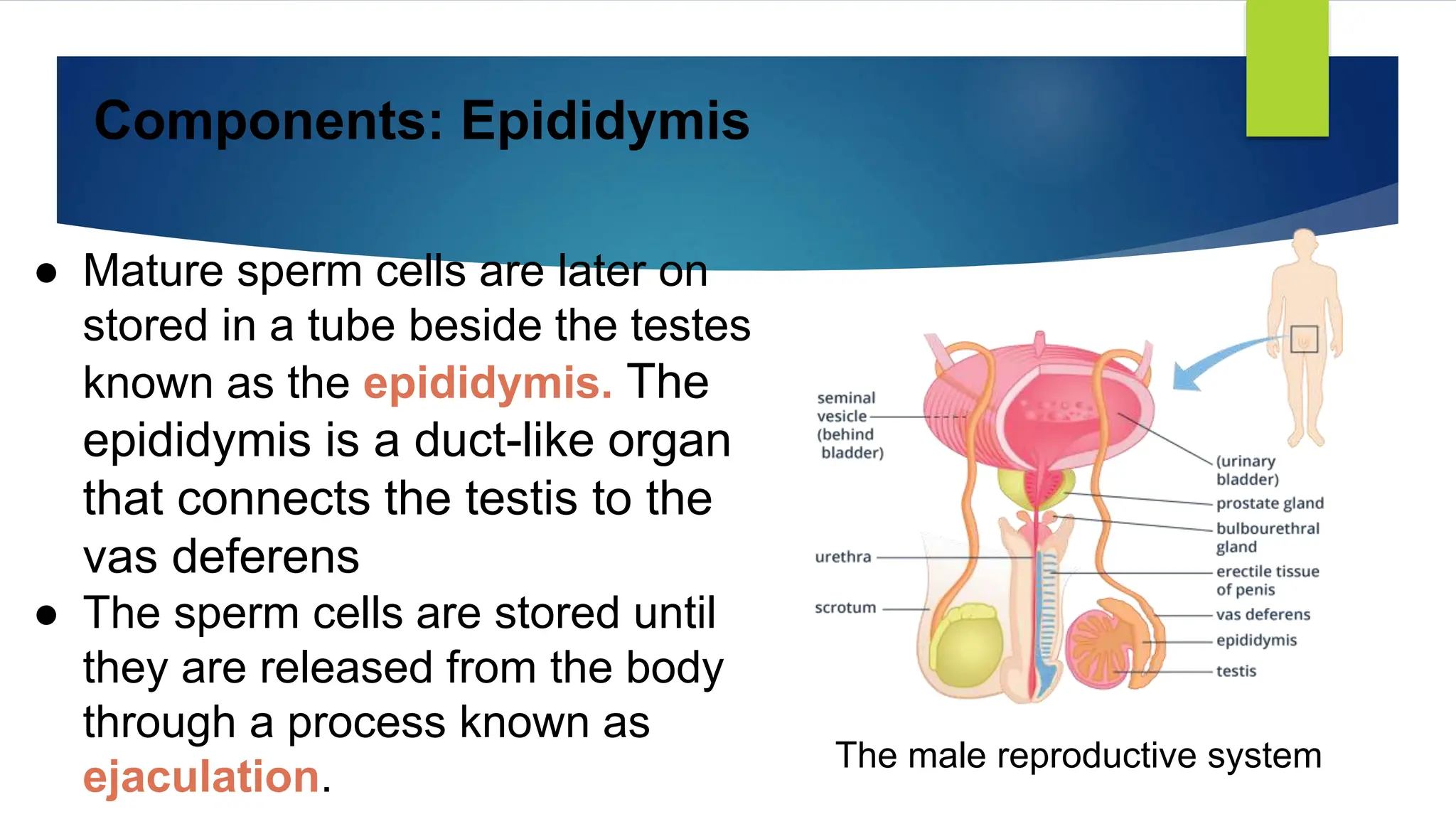 lesson 1.1 grade10 male reproductive 3rd quarter..pptx