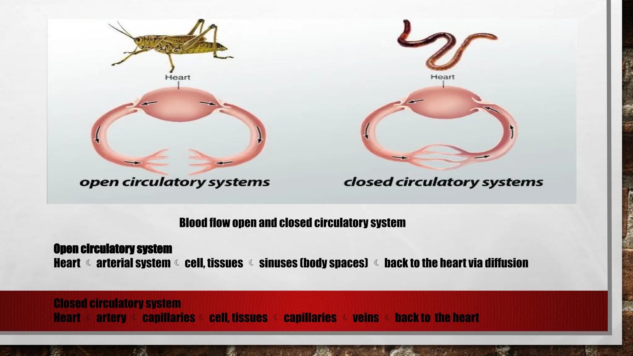 LESSON 1 circulatory system ........pptx