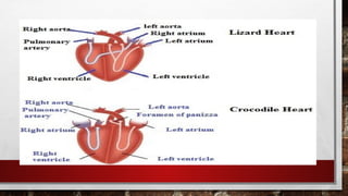 LESSON 1 circulatory system ........pptx | Heart and Cardiovascular ...