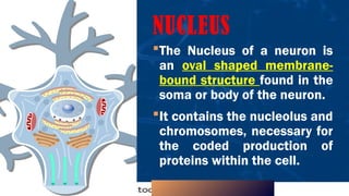quarter.3.Lesson 1.1 THE NERVE CELL.pptx