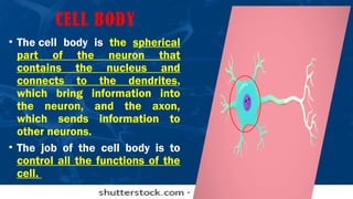 quarter.3.Lesson 1.1 THE NERVE CELL.pptx