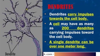 quarter.3.Lesson 1.1 THE NERVE CELL.pptx