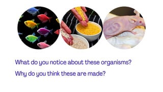 Lesson 1. Genetic Engineering | STEM SHS | PDF