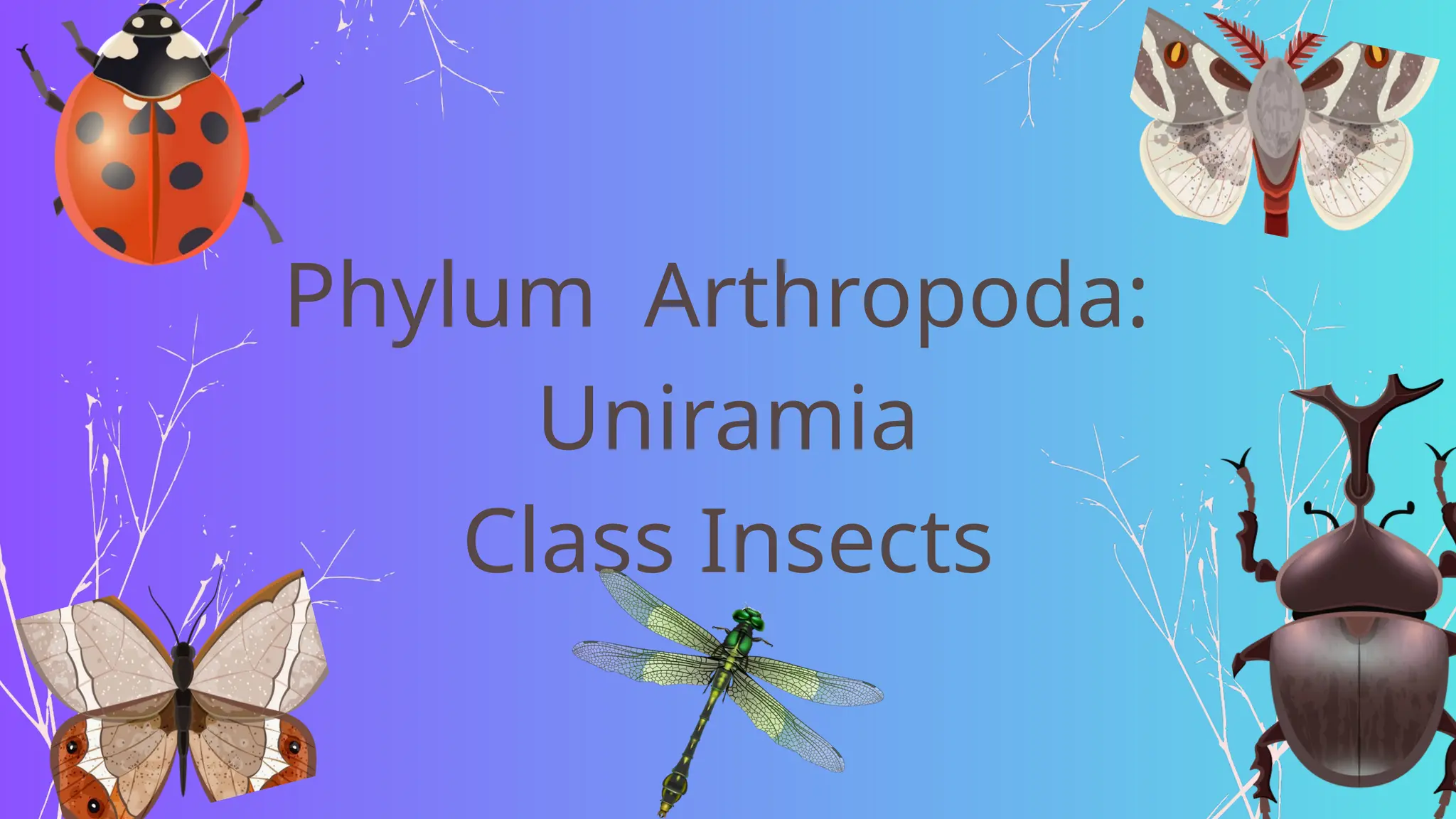 phylum arthropoda, class insects for high school | PPT