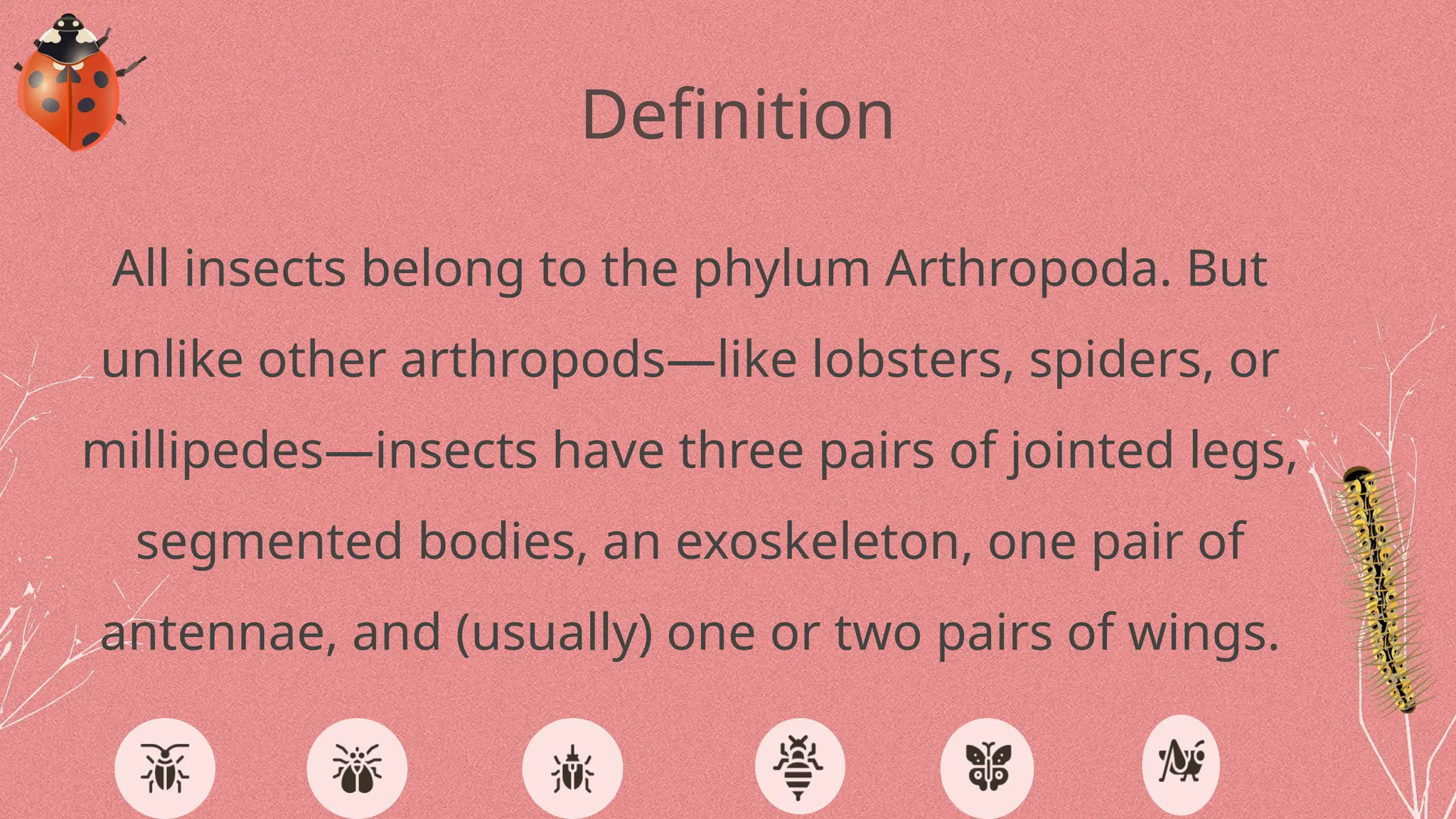 phylum arthropoda, class insects for high school | PPT
