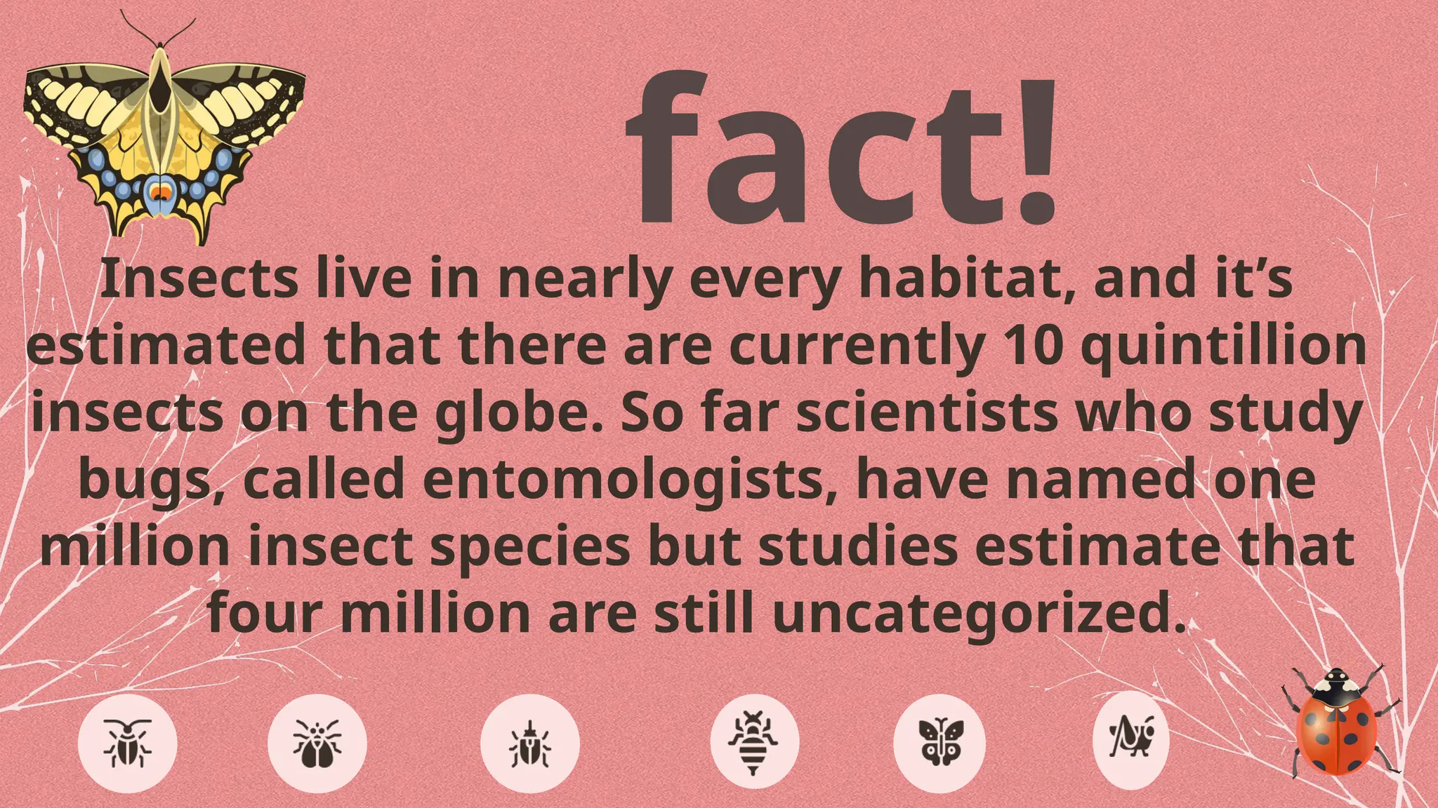 phylum arthropoda, class insects for high school | PPT